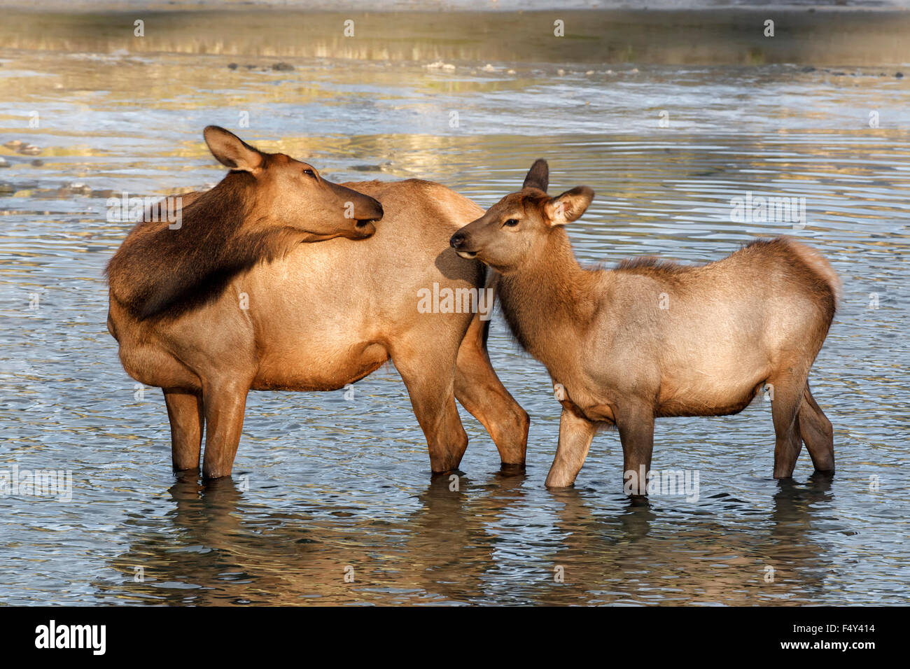 Cow elk hi-res stock photography and images - Alamy