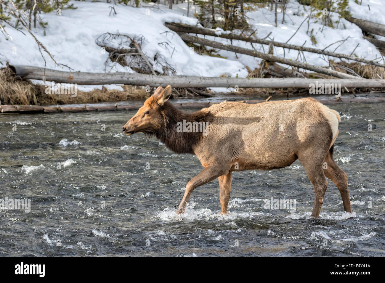 Cow Elk High Resolution Stock Photography and Images - Alamy