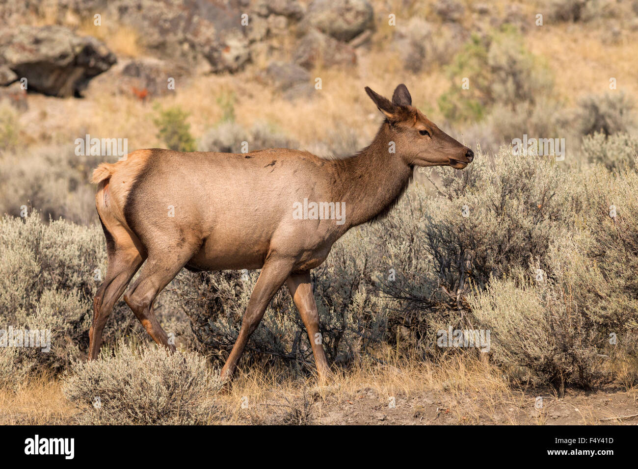 Female elk montana hi-res stock photography and images - Alamy