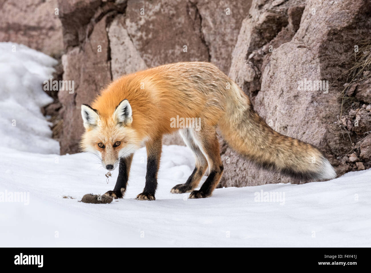 Red Fox eating captured mouse Stock Photo - Alamy