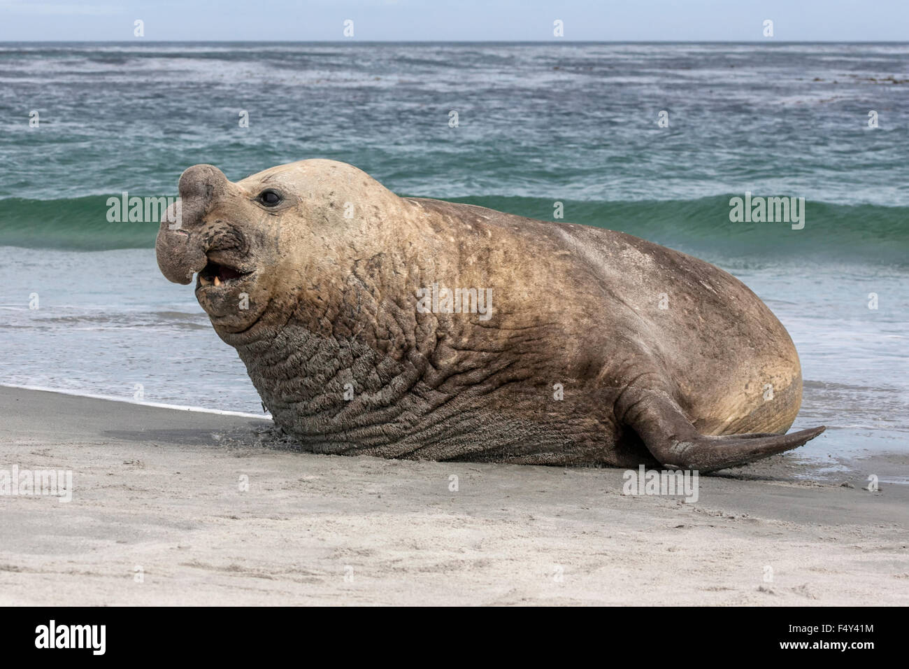 Southern Elephant Seal bull - Mirounga leonina Stock Photo - Alamy Southern Elephant Seal bull - Mirounga leonina Stock Photo - Alamy
