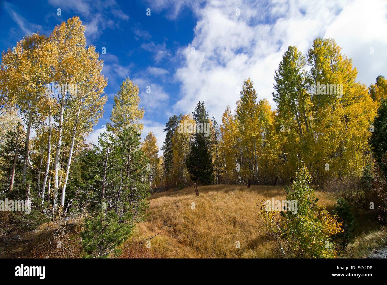 Fall foliage aspen california hi-res stock photography and images - Alamy