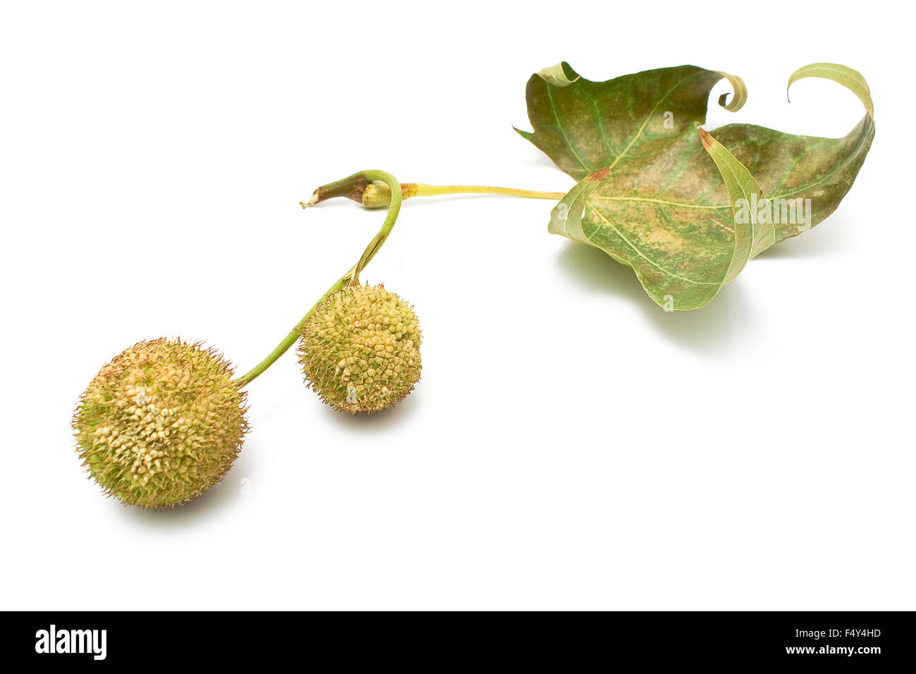 Plane-tree seed balls in autumn isolated on white Stock Photo - Alamy