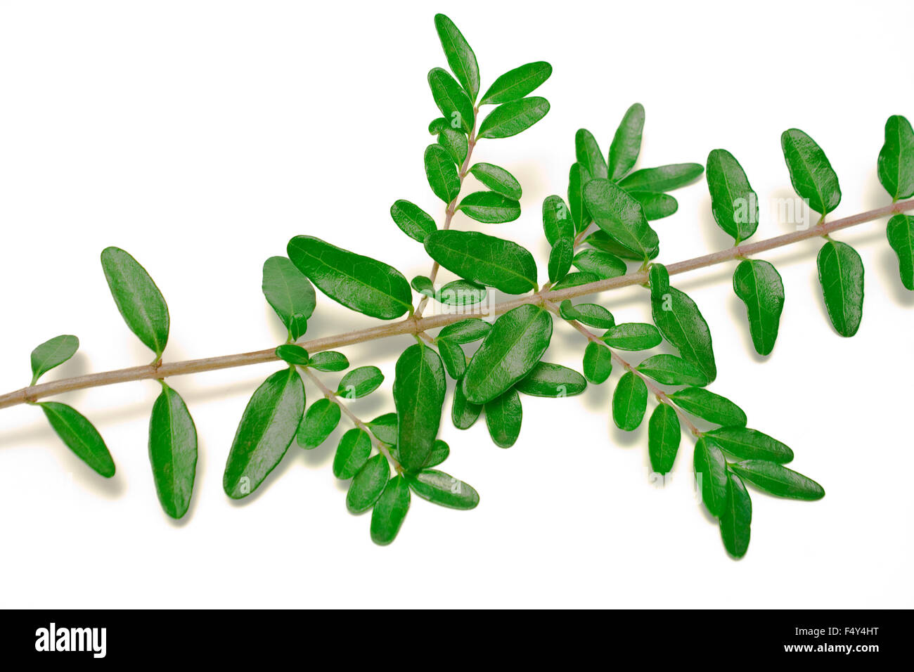 A leaf branch isolated on white Stock Photo - Alamy