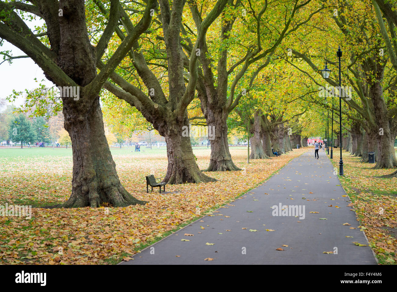 Cambridge, UK. 24th October, 2015. Vibrant autumn colours brighten an ...