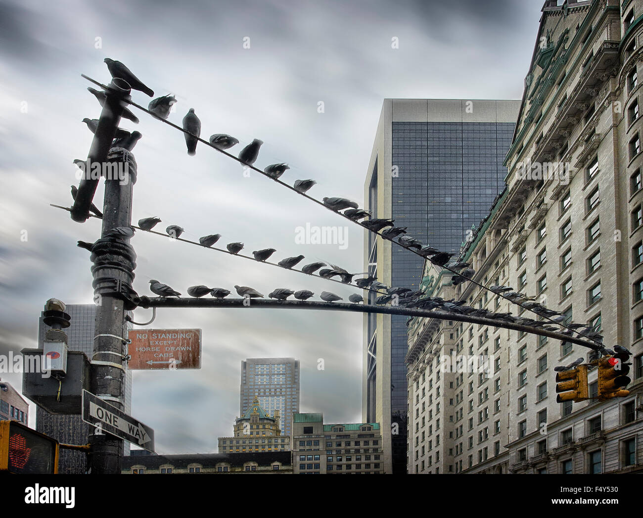 Pigeons on traffic light support, New York City Stock Photo - Alamy Pigeons on traffic light support, New York City Stock Photo - Alamy