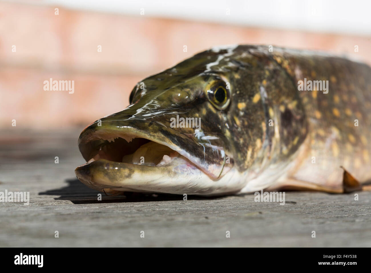 Pike head on a wooden background Stock Photo - Alamy