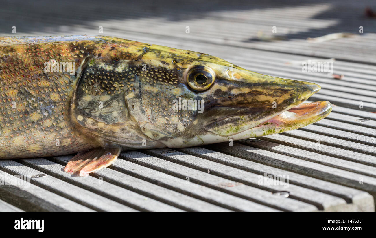 Pickerel fish hi-res stock photography and images - Alamy