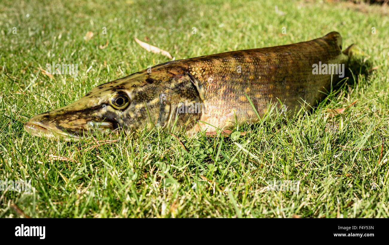Pickerel fish hi-res stock photography and images - Alamy