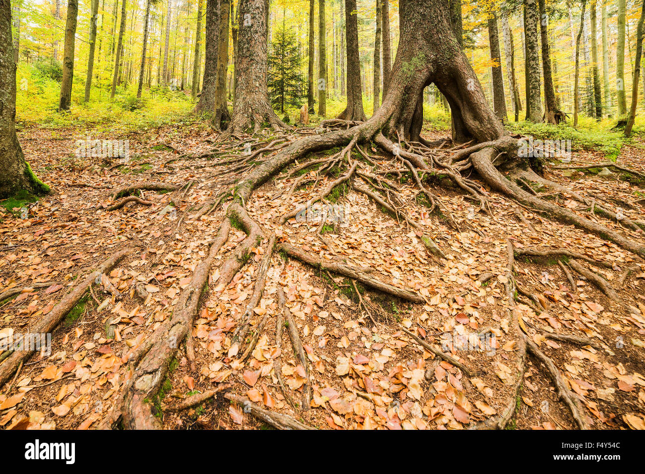 Colourful autumn park in front of a large tree roots Stock Photo - Alamy