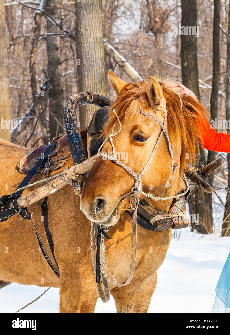 Portrait of horse in winter landscape Stock Photo - Alamy