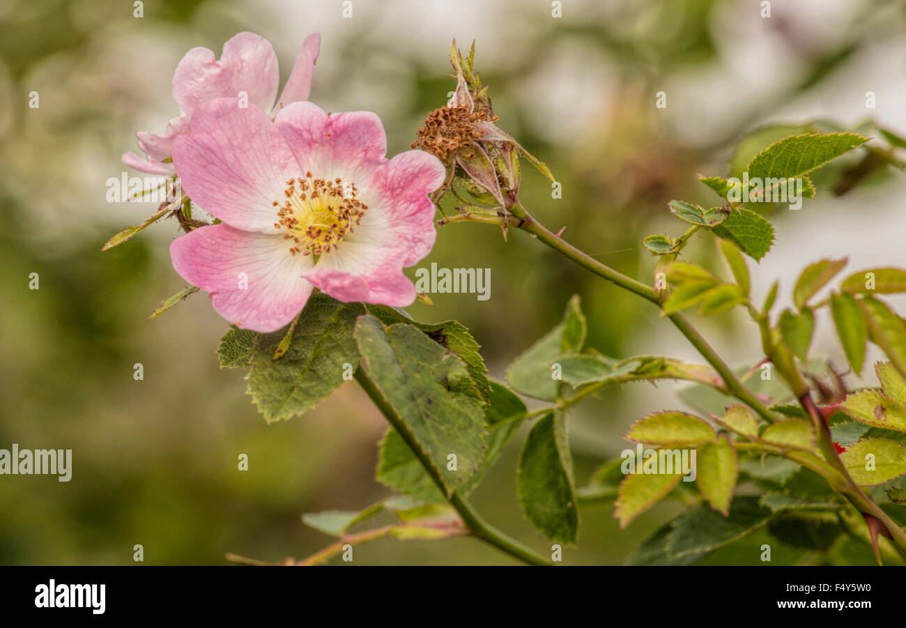 Close-up of a wilted Burnet Rose (Rosa Pimpinellifolia) against an ...