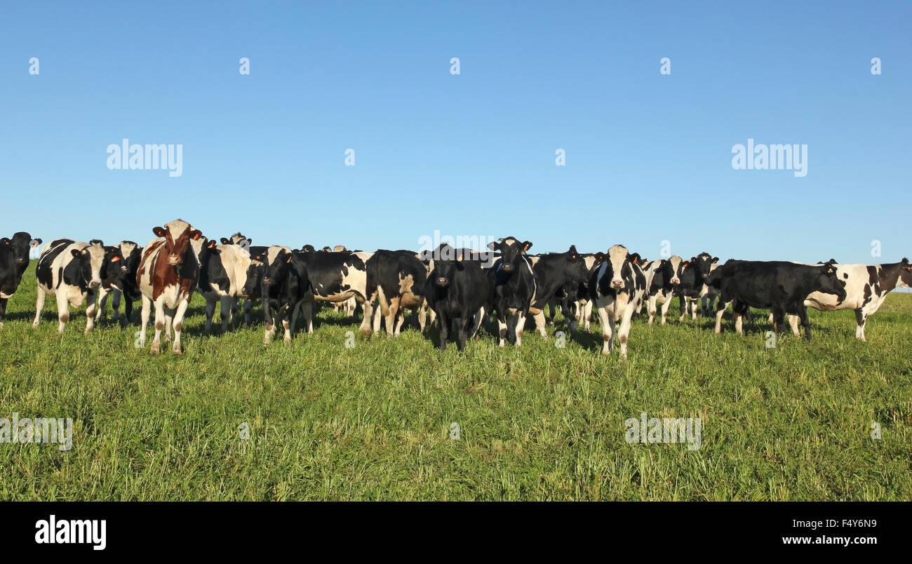 Pampas of argentina grazing hi-res stock photography and images - Alamy
