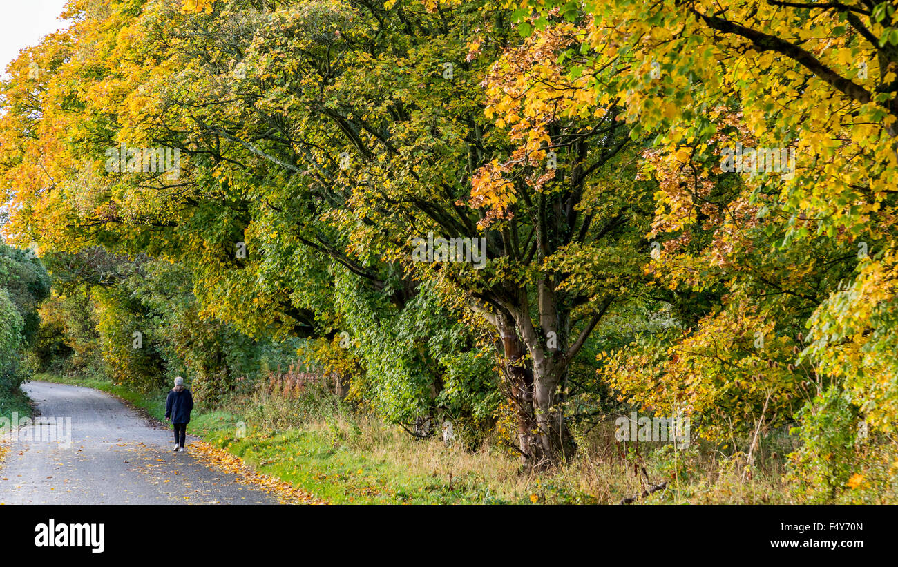 Sycamore bank hi-res stock photography and images - Alamy