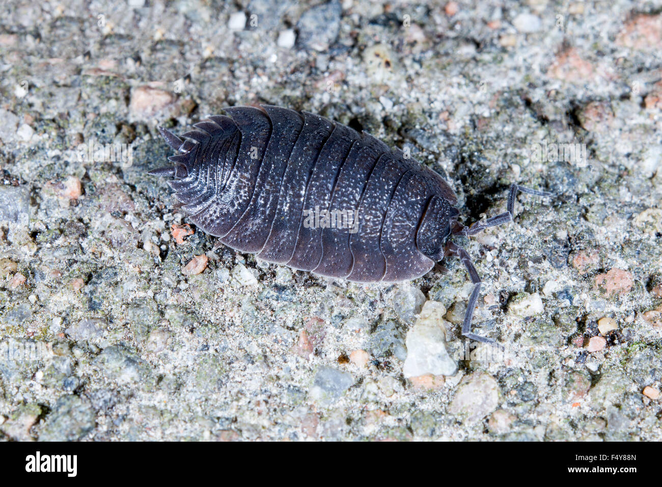The common woodlouse has a prehistoric look Stock Photo - Alamy