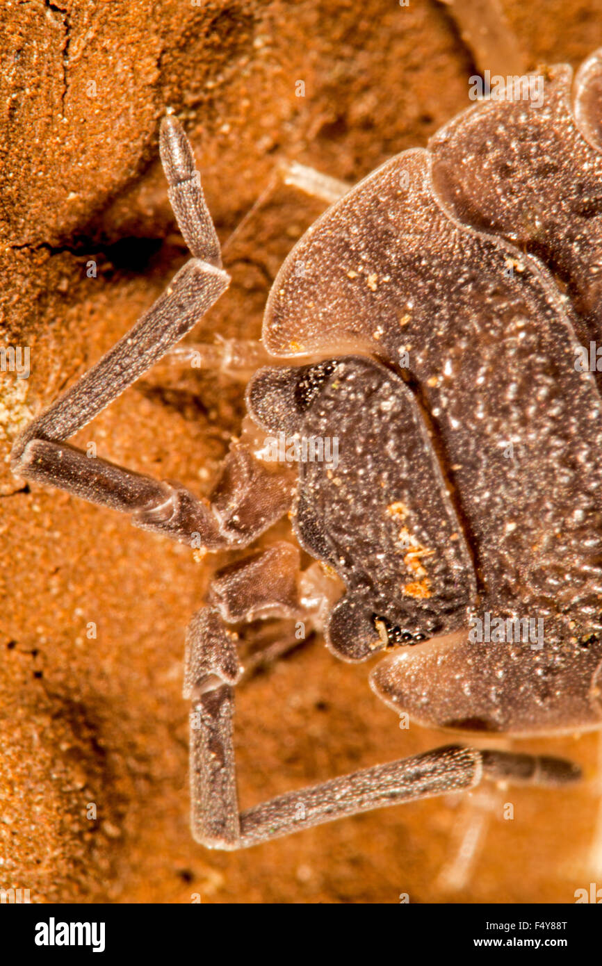 Chucky pig hi-res stock photography and images - Alamy