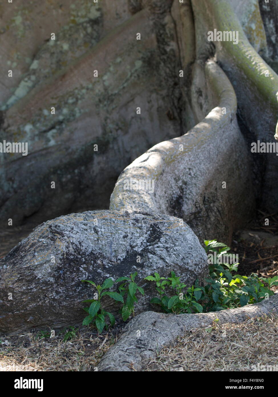 Oldest Ceiba Tree on Vieques Island Stock Photo - Alamy