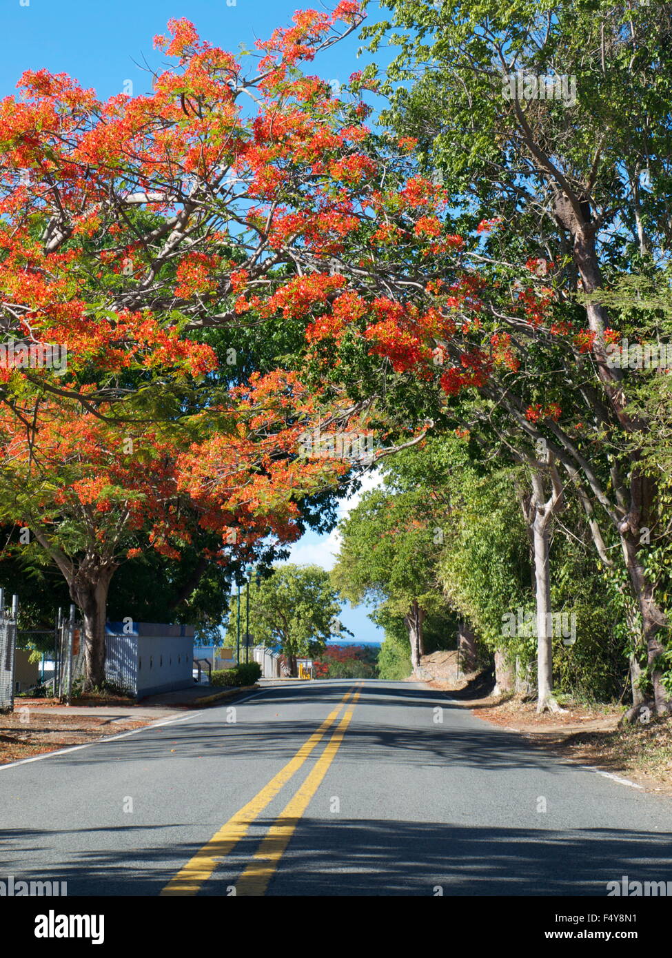 Red flowering tree hi-res stock photography and images - Alamy