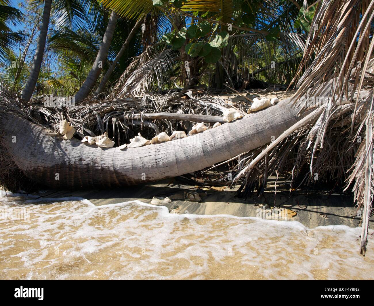 Puerto rican conch shells hi-res stock photography and images - Alamy