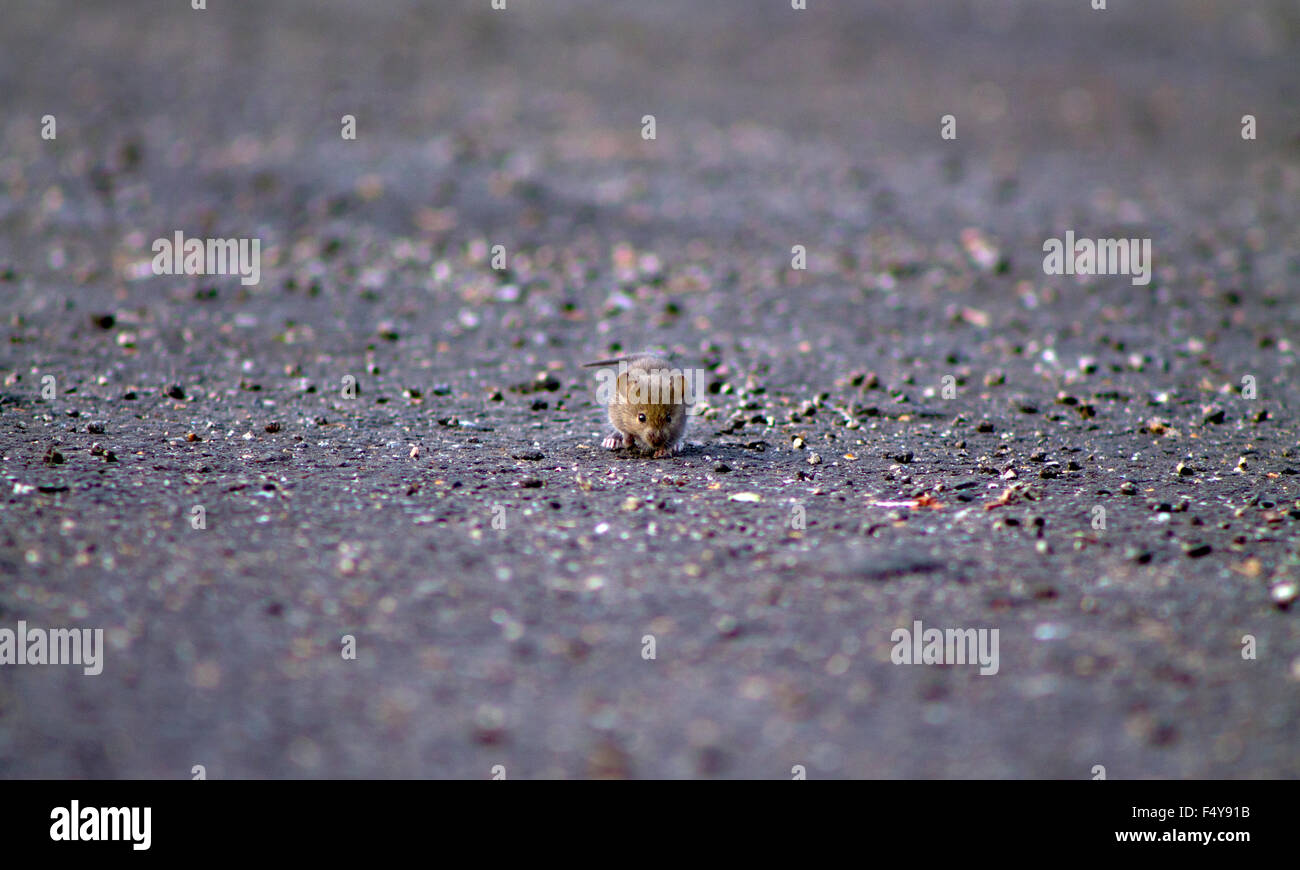 A mouse hiding on the road Stock Photo - Alamy