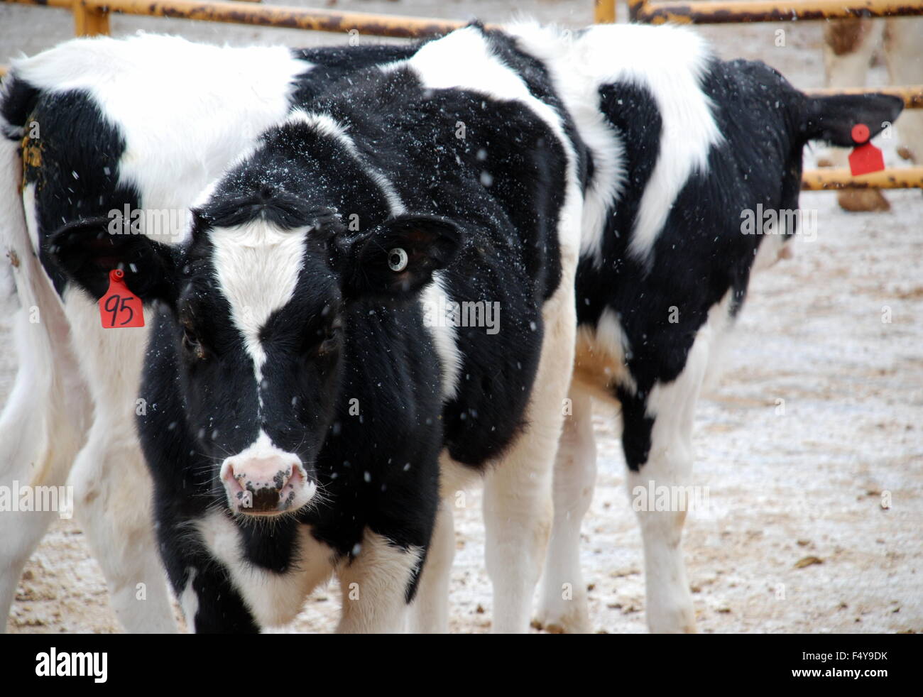 Earmark hi-res stock photography and images - Alamy