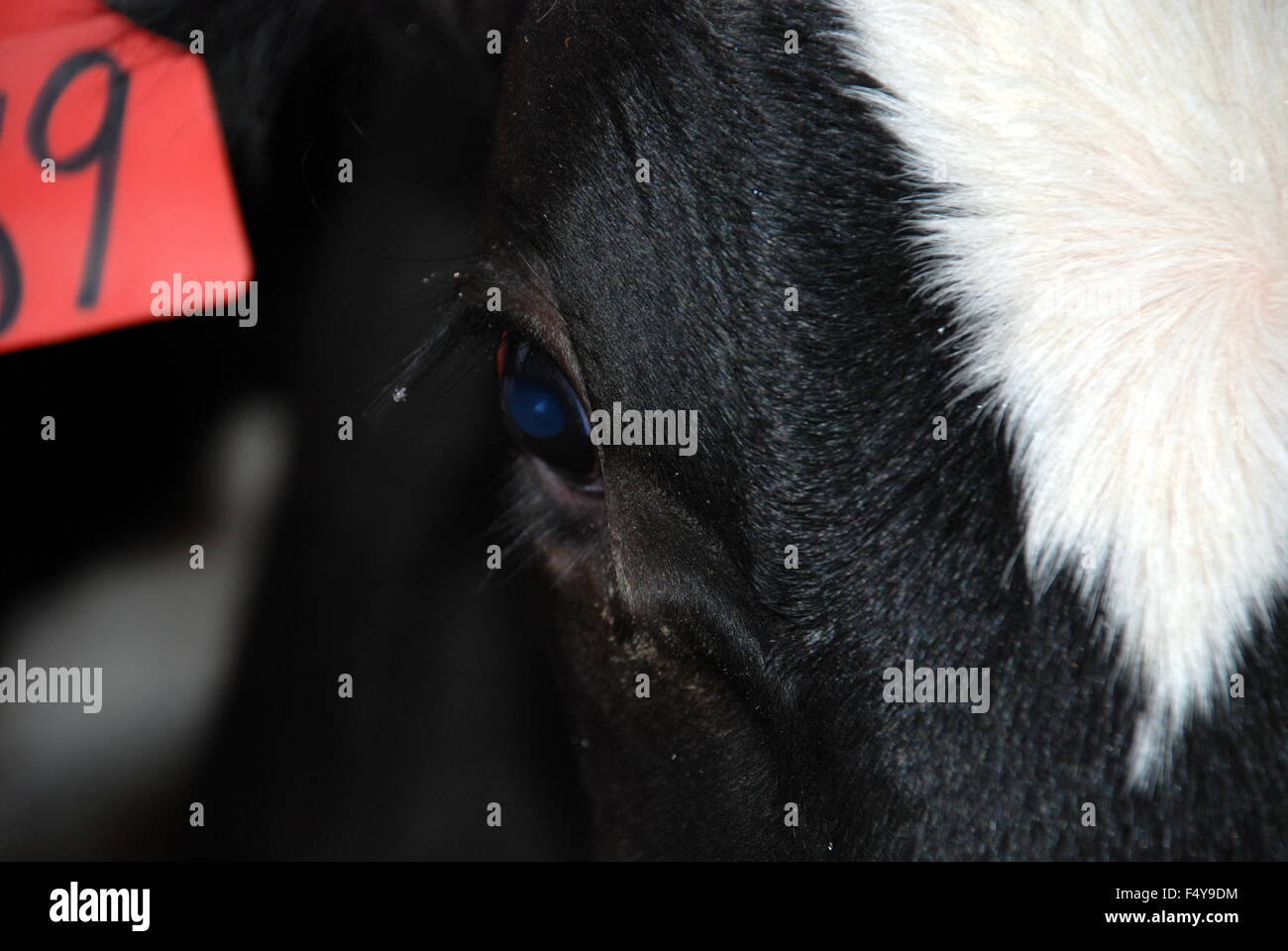 Cow with earmark hi-res stock photography and images - Alamy
