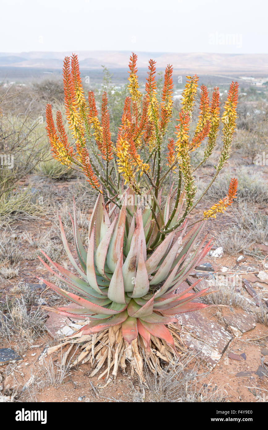An aloe growing at Prieska in the Northern Cape Province of South ...