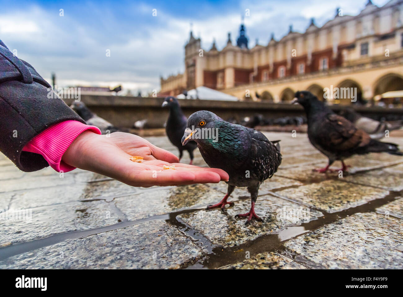 A lot of doves in Krakow old city. Market Square. Poland Stock Photo ...