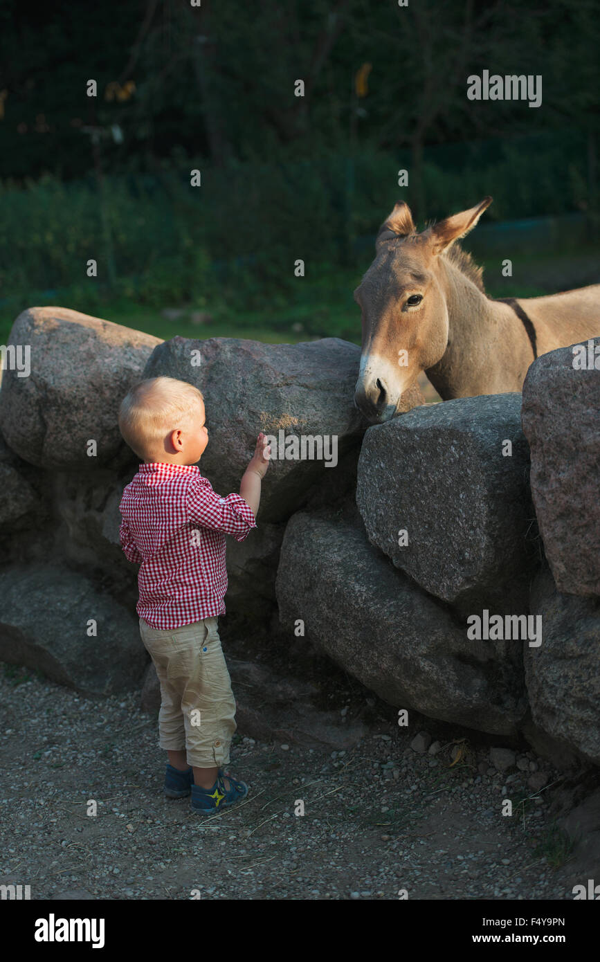 little boy and donkey in zoo Stock Photo - Alamy