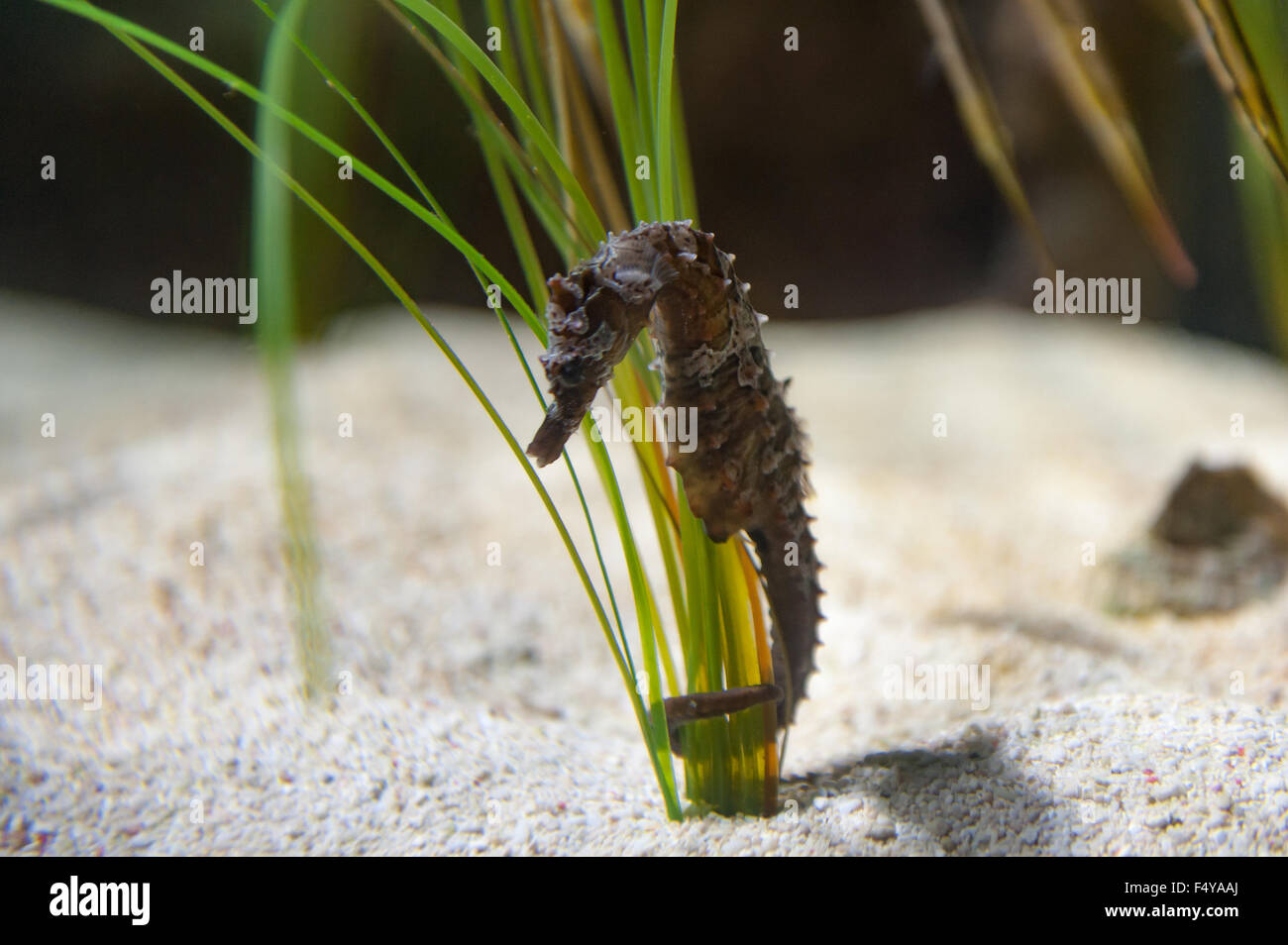 Seahorses Holding Tails