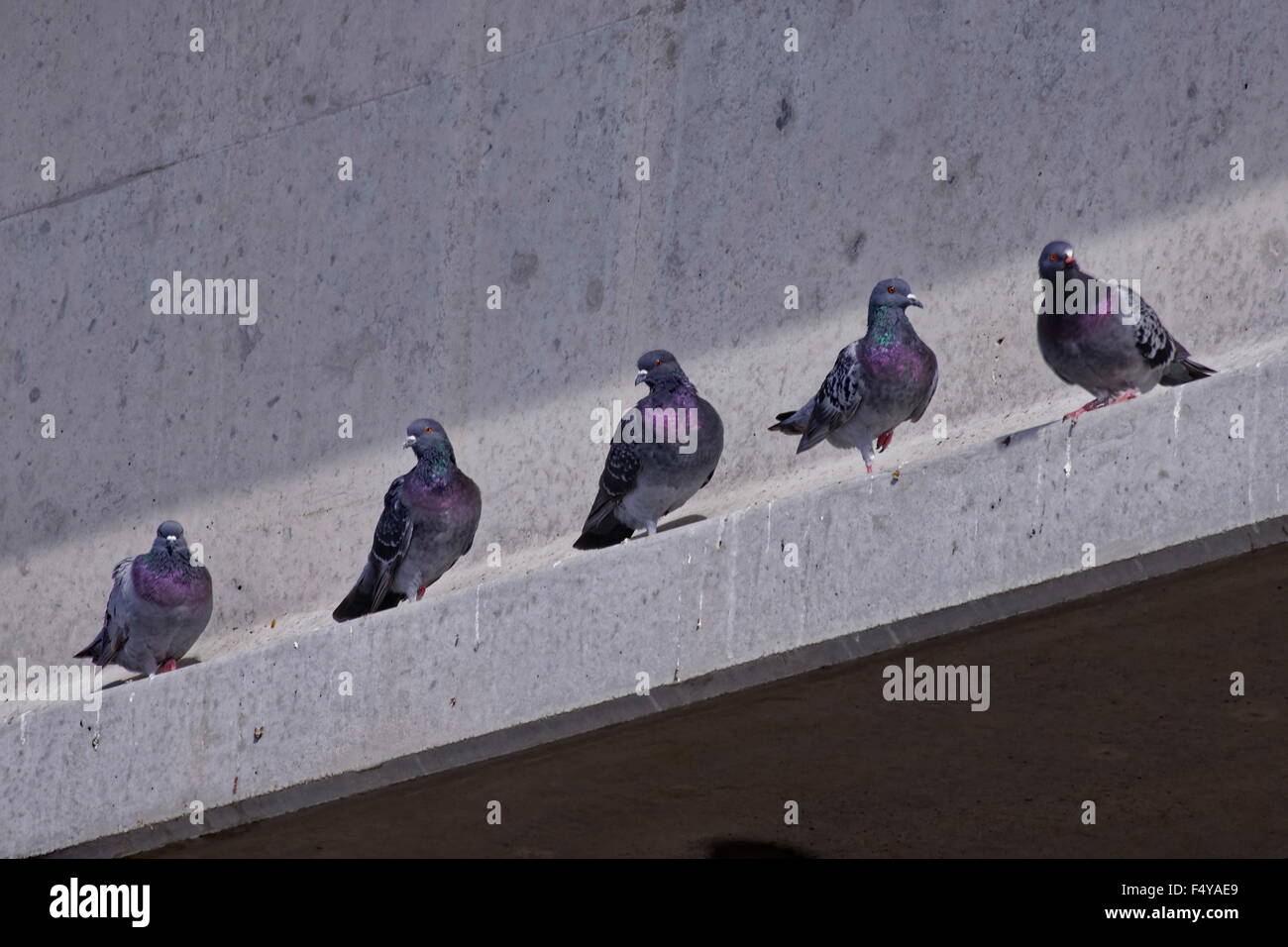 Carrier pigeon eye hi-res stock photography and images - Alamy