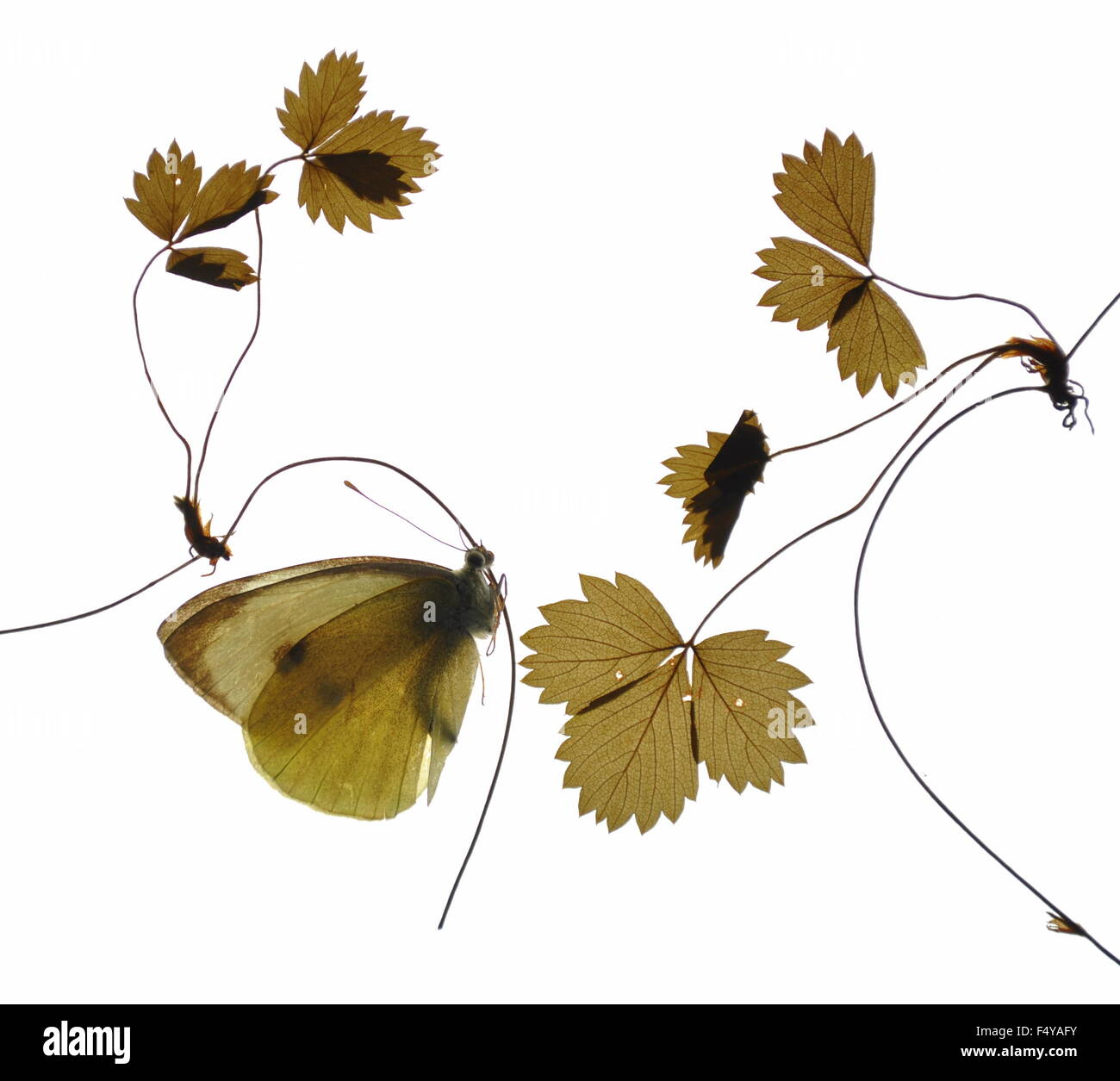Table insects Cut Out Stock Images & Pictures - Alamy
