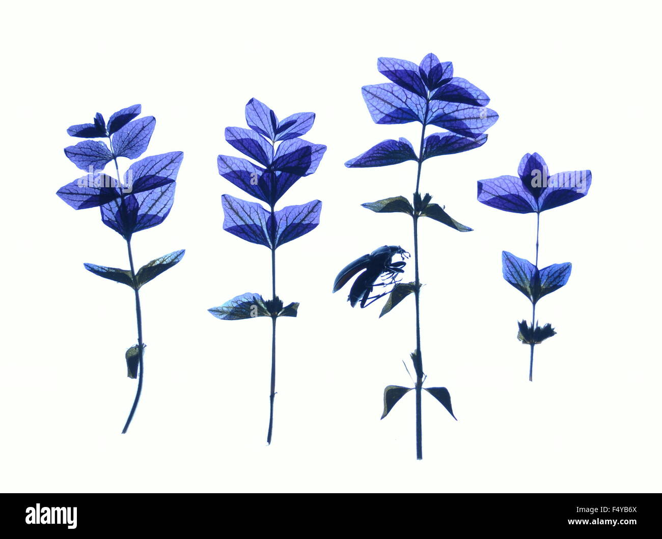 Table insects Cut Out Stock Images & Pictures - Alamy