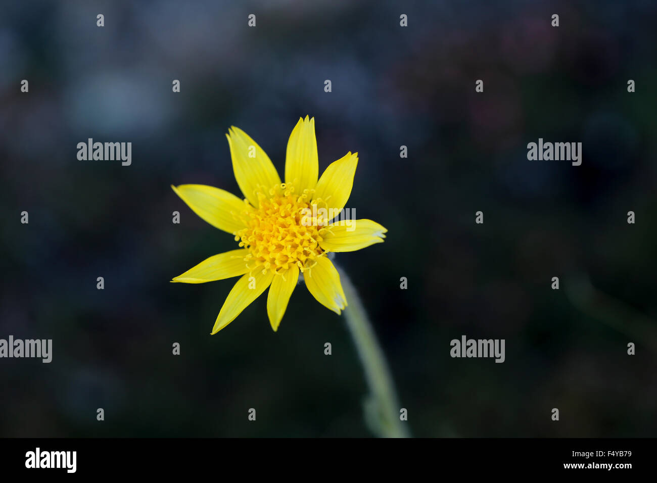 Greenland, Danmark Ø, Alpine Arnica, growing on tundra Stock Photo - Alamy