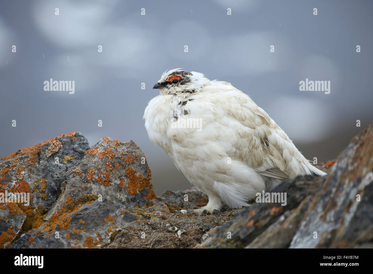Svalbard life hi-res stock photography and images - Alamy