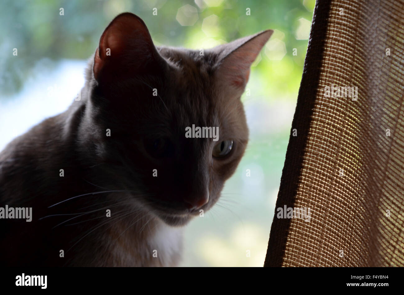 laura litterio real estate photography Stock Photo - Alamy