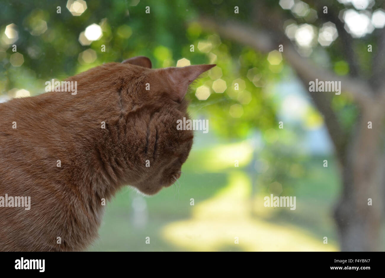 laura litterio real estate photography Stock Photo - Alamy