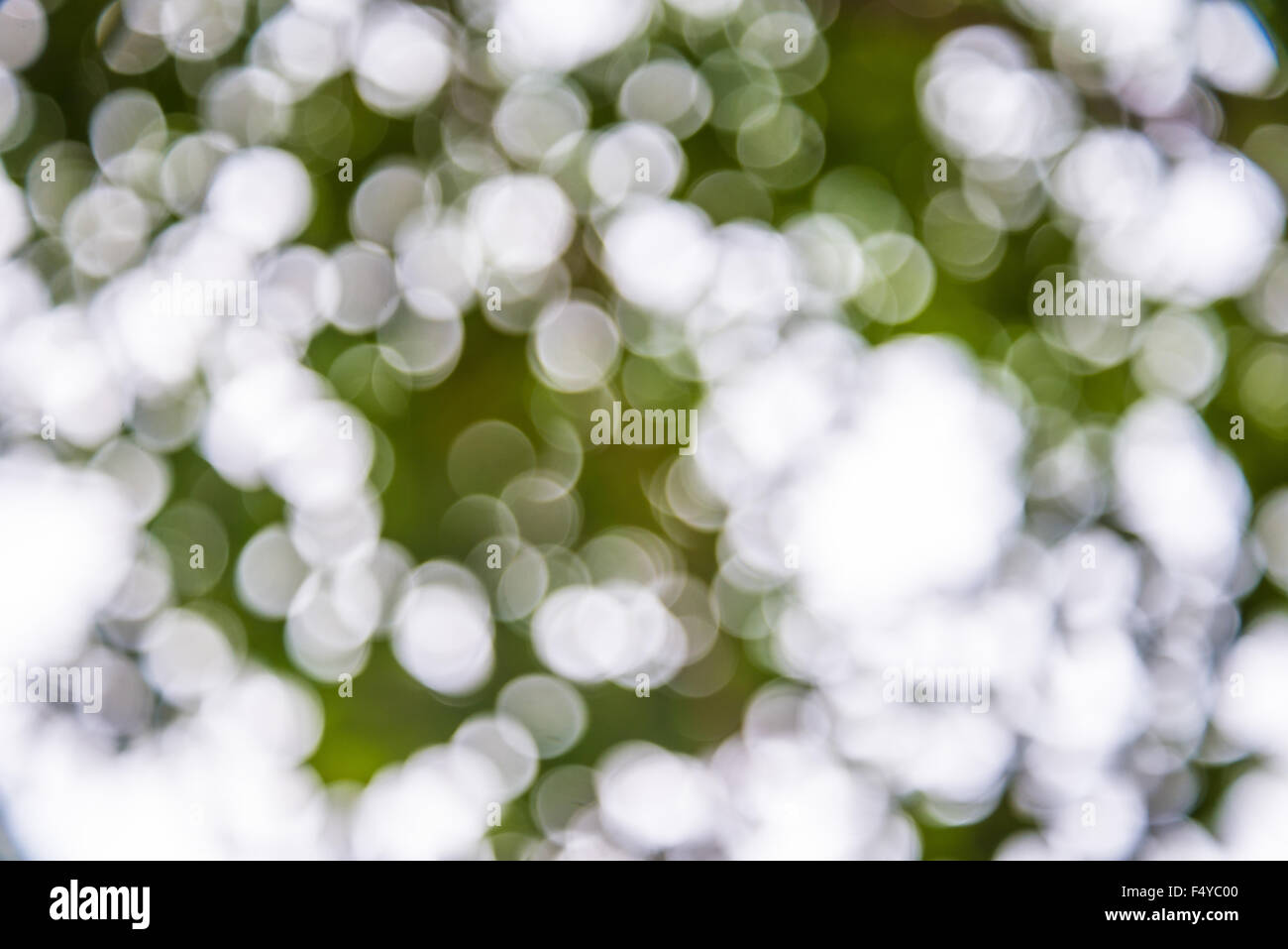 Zoom shot out of focus green tree for background. Bokeh Stock Photo - Alamy