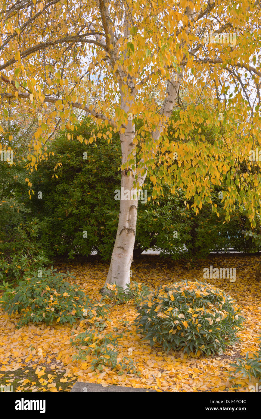 Autumn trees and foliage in a public park Tacoma Washington state Stock ...