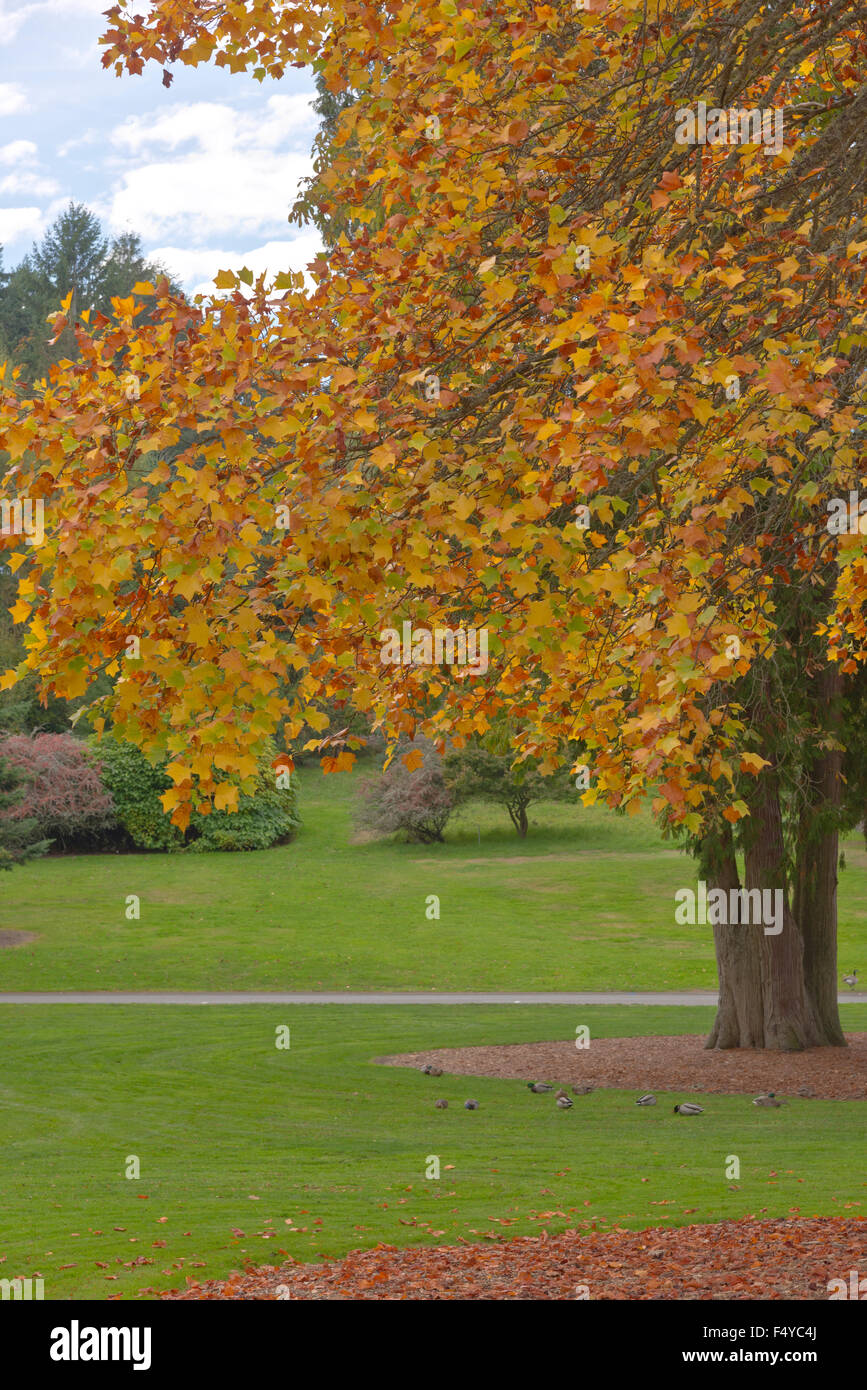 Autumn tree colors hi-res stock photography and images - Alamy