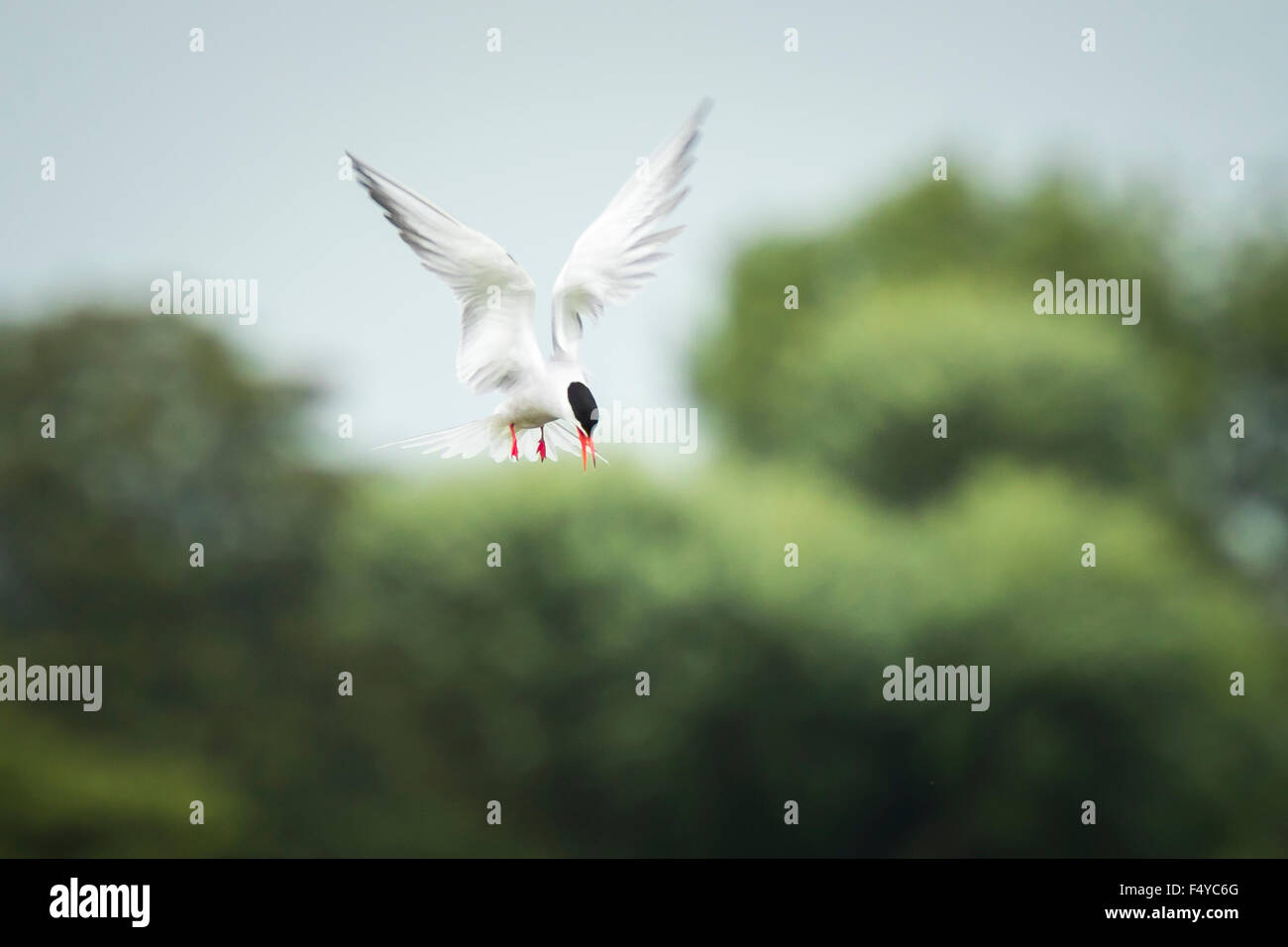 Flying sterna hirundo hi-res stock photography and images - Alamy