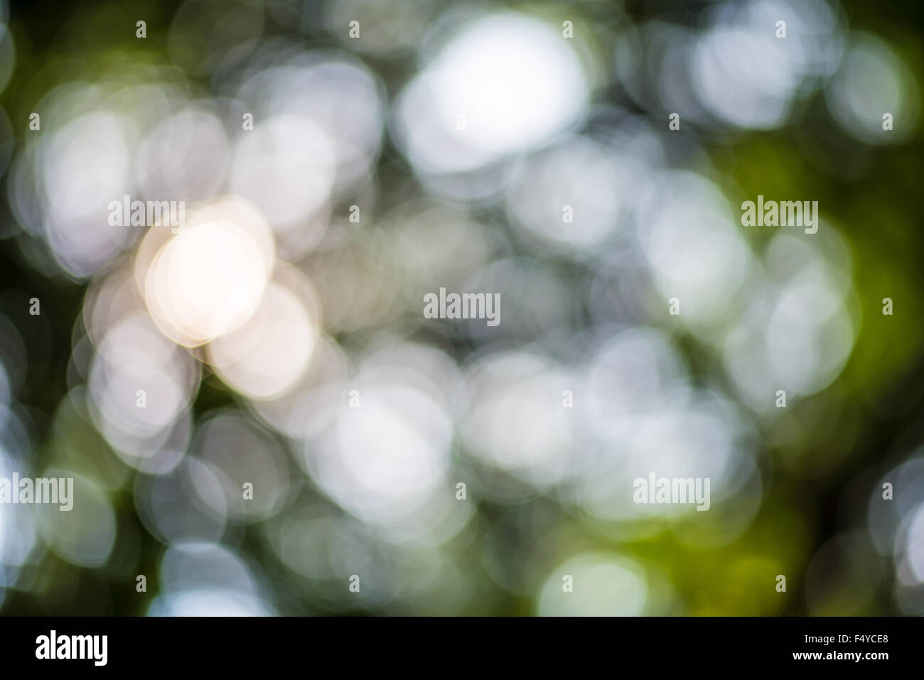 Zoom shot out of focus green tree for background. Bokeh Stock Photo - Alamy