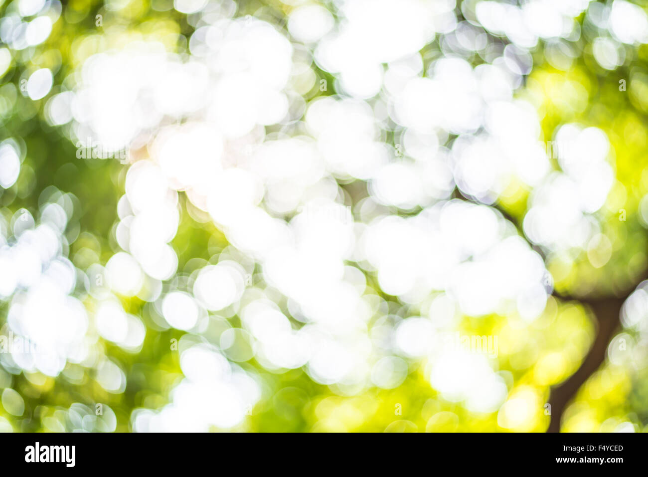 Zoom shot out of focus green tree for background. Bokeh Stock Photo - Alamy
