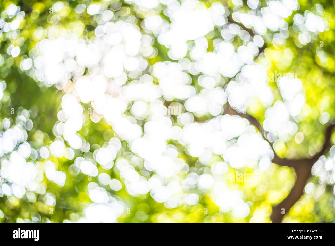 Zoom shot out of focus green tree for background. Bokeh Stock Photo - Alamy