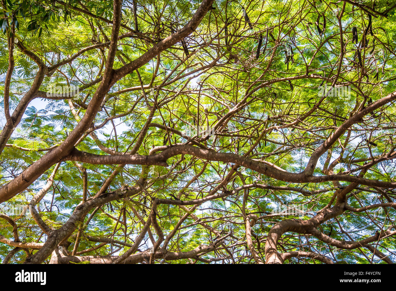 Many branches, branching, green trees Stock Photo - Alamy