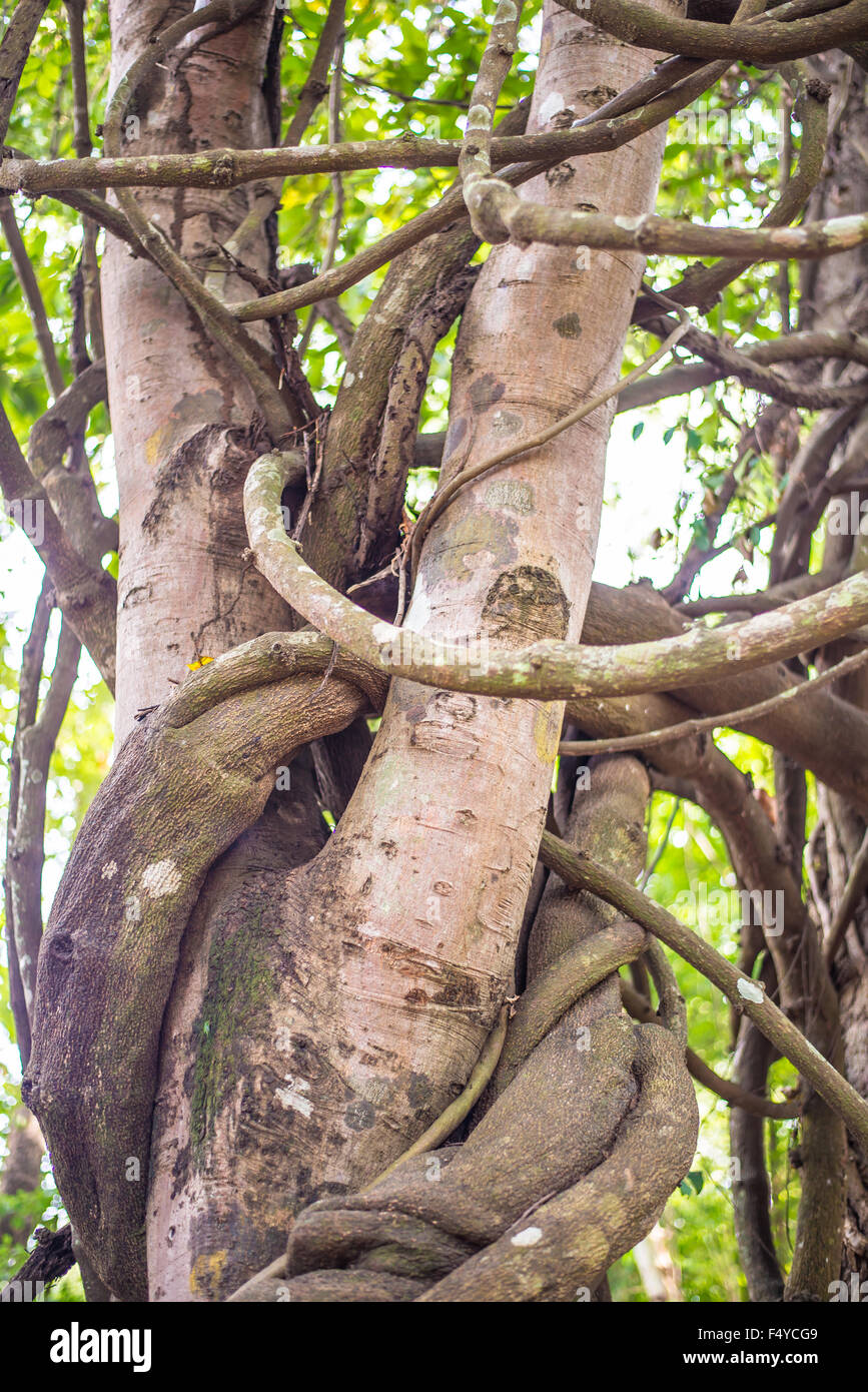 Wrapped around a tree hi-res stock photography and images - Alamy
