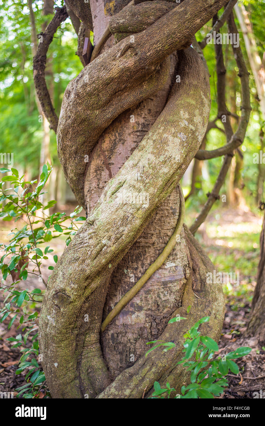 Liana wrapped around a tree in the forest Stock Photo - Alamy