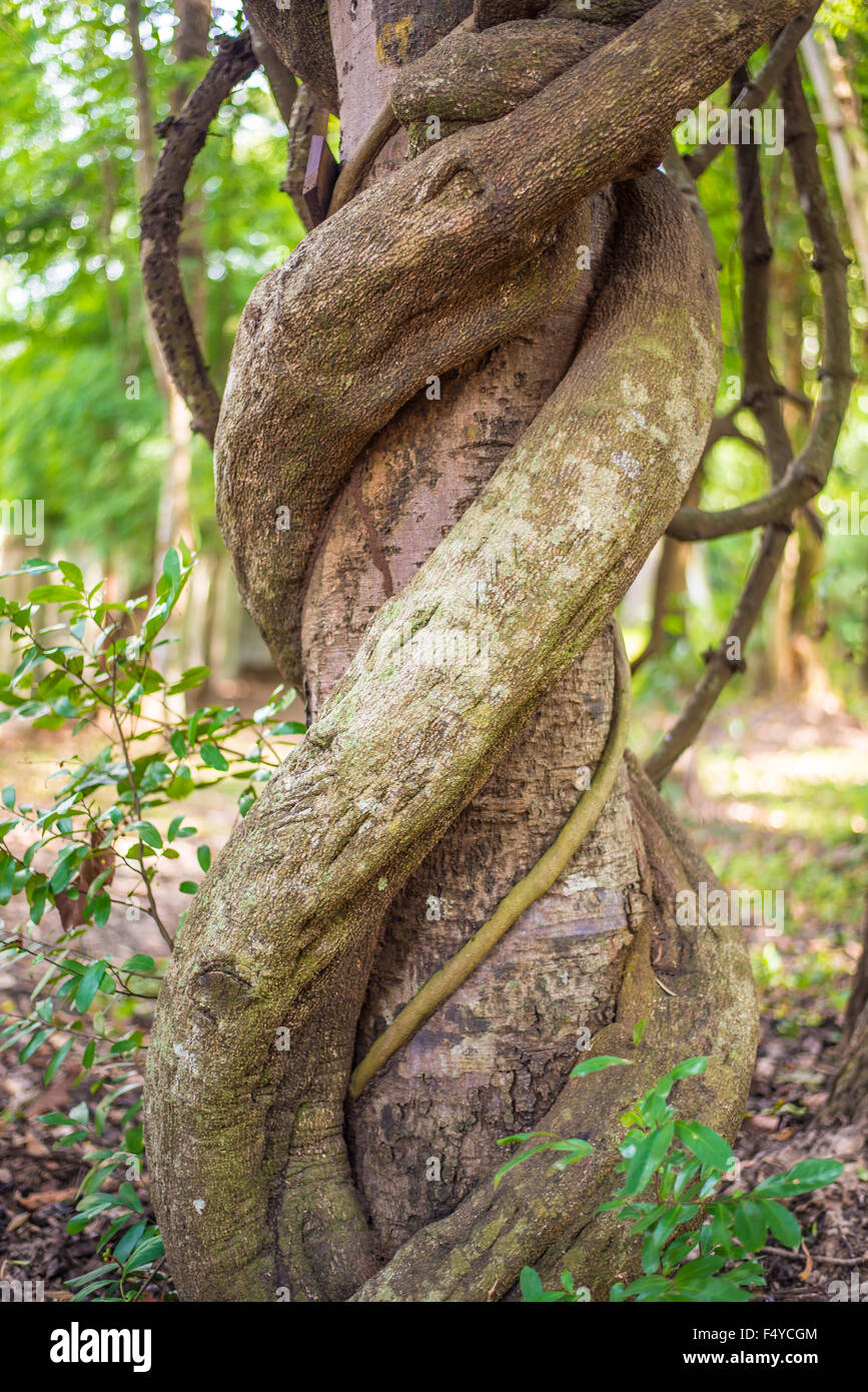Liana wrapped around a tree in the forest Stock Photo - Alamy