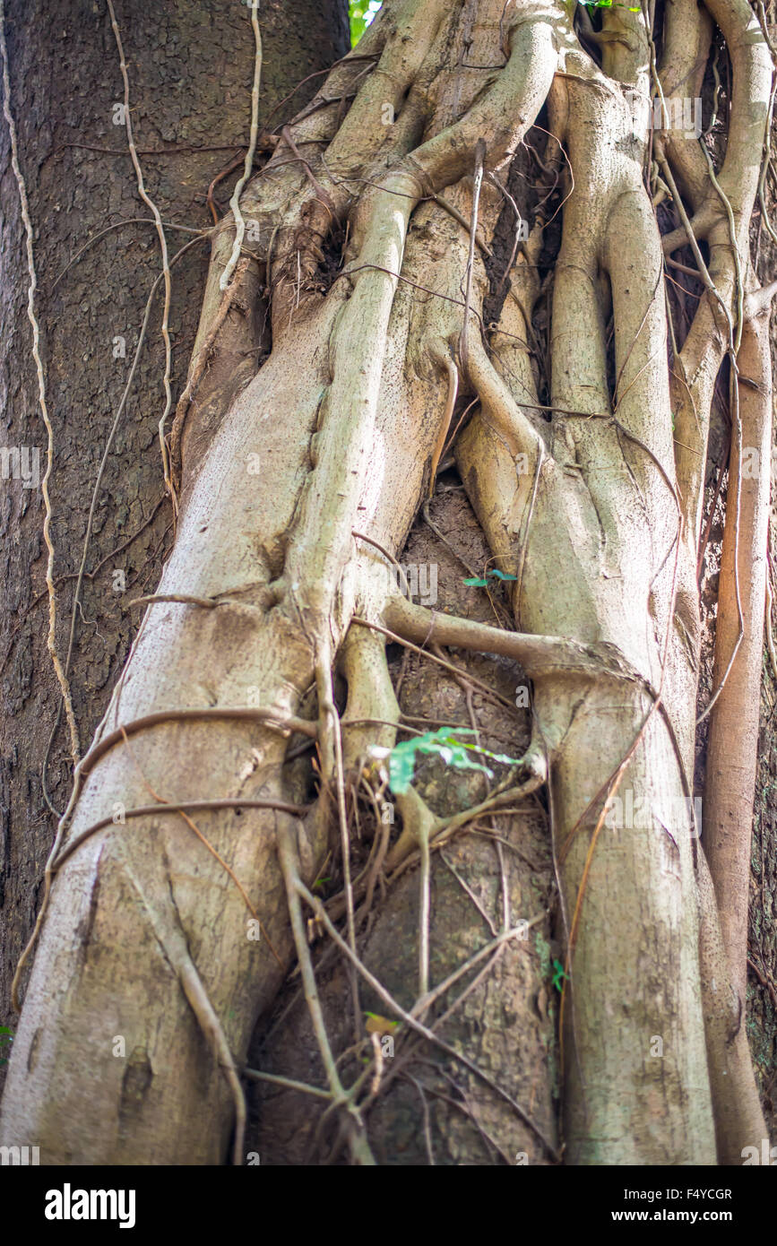 Liana wrapped around a tree in the forest Stock Photo - Alamy