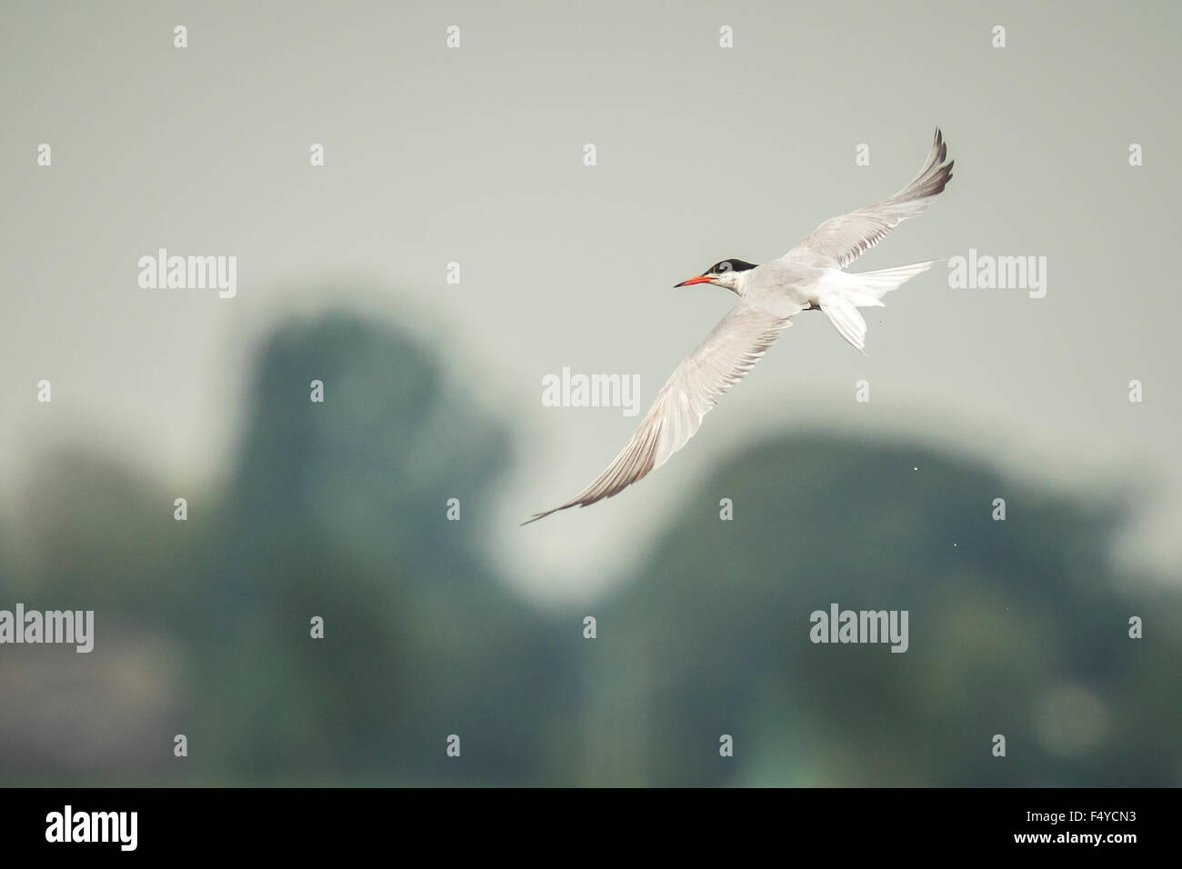Tern fishing hi-res stock photography and images - Alamy